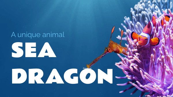 Sea Dragon