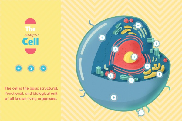 The Eukaryotic Cell | Genially