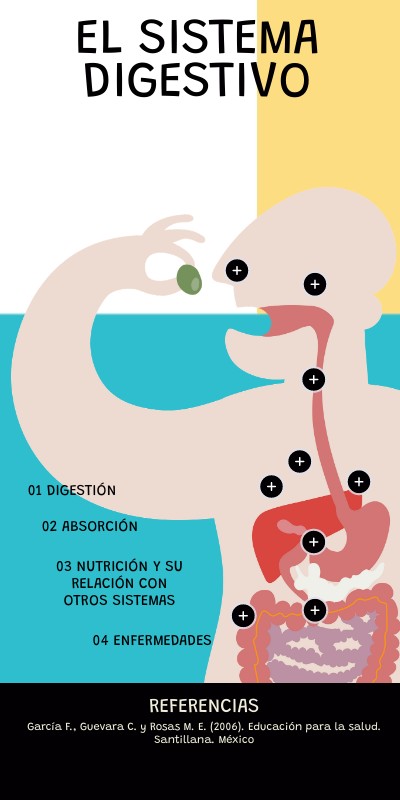 B3. Sistema digestivo | Genially
