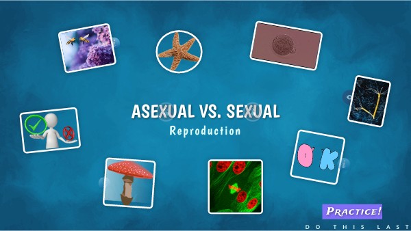 Asexual vs. Sexual reproduction