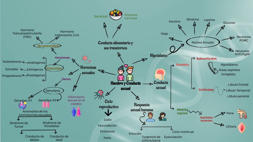 U2 R3 - HAMBRE Y CONDUCTA SEXUAL - 21017940 | Genially
