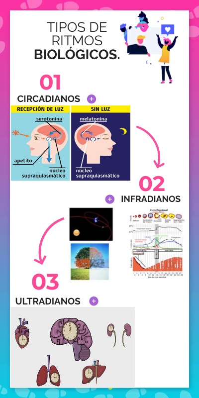 RITMOS BIOLOGICOS | Genially