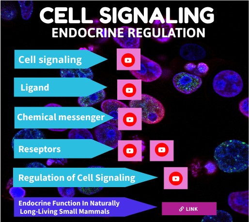 Cell signaling | Genially