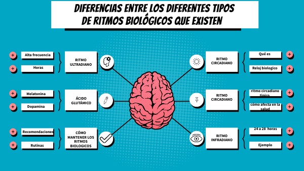 Ritmos biológicos | Genially