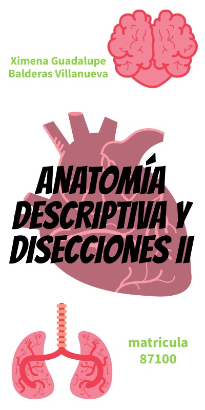 ANATOMÍA DESCRIPTIVA Y DISECCIONES II | Genially