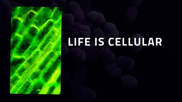 LIFE IS CELLULAR | Genially