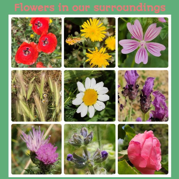 FLOWERS IN OUR SURROUNDINGS | Genially