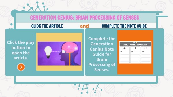 Topic 15 Brain Processing of Senses