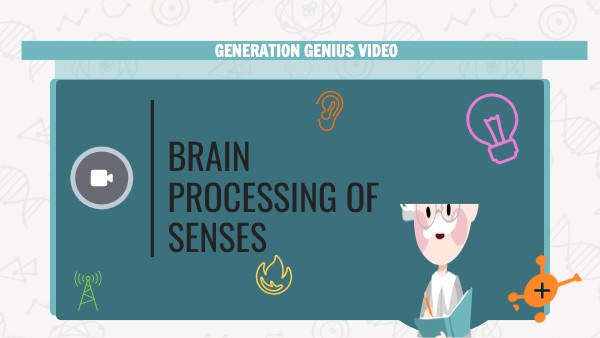 Topic 15: Brain Processing of Senses