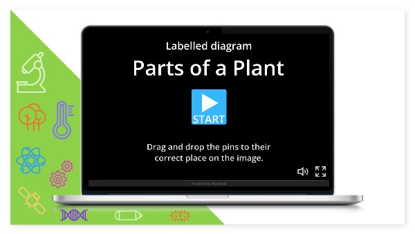Word Wall: Parts of a Plant