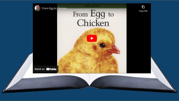 from egg to chicken (28)_