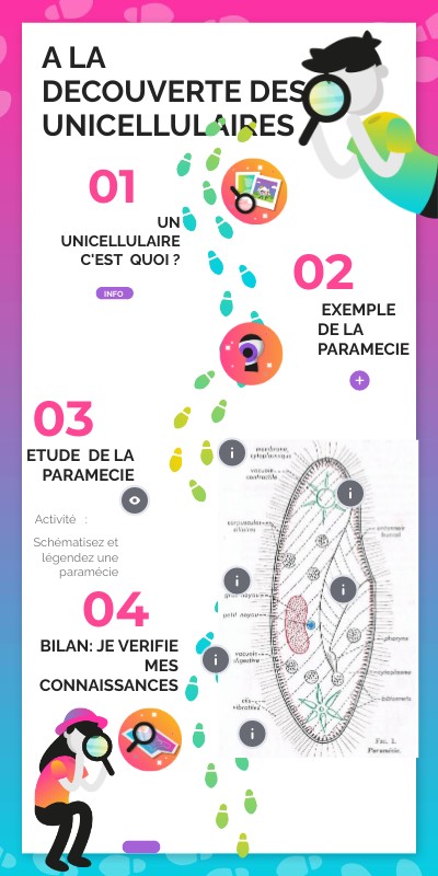 LES UNICELLULAIRES | Genially