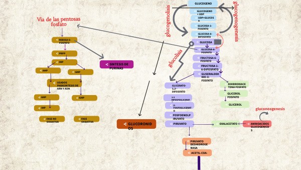 RUTAS METABOLICAS | Genially