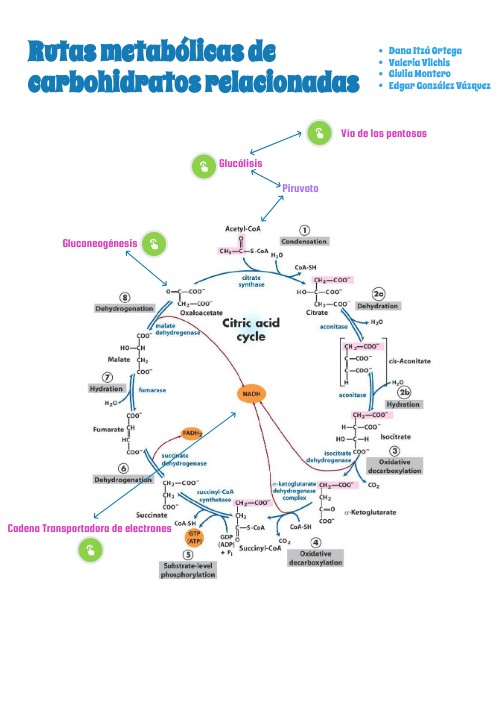 Rutas metabólicas | Genially