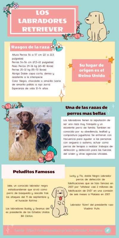 Infografía Labrador Retriever | Genially