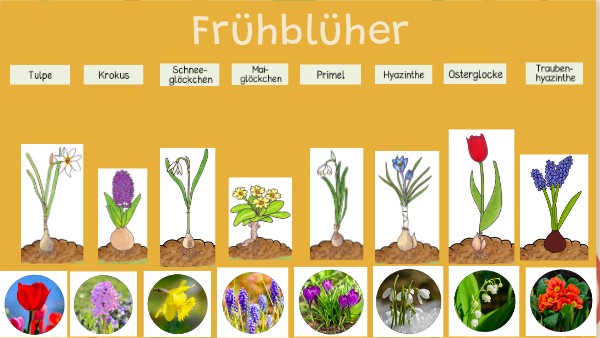 Frühblüher | Genially