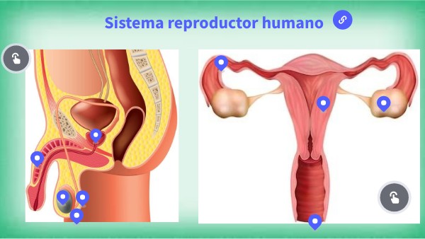 Órganos Reproductores | Genially