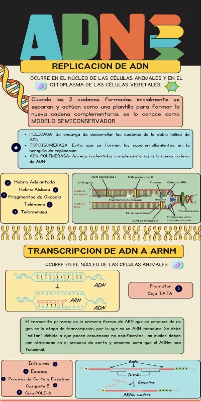 INFOGRAFÍA ADN | Genially