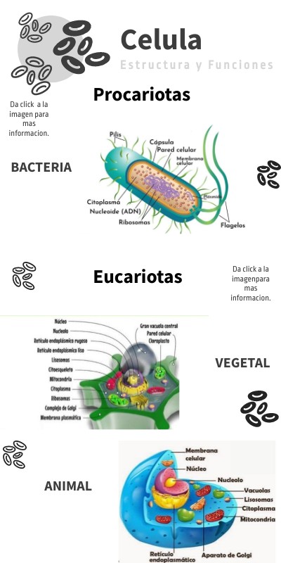 Celulas Funciones y tipos | Genially