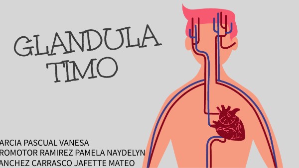 GLANDULA TIMO