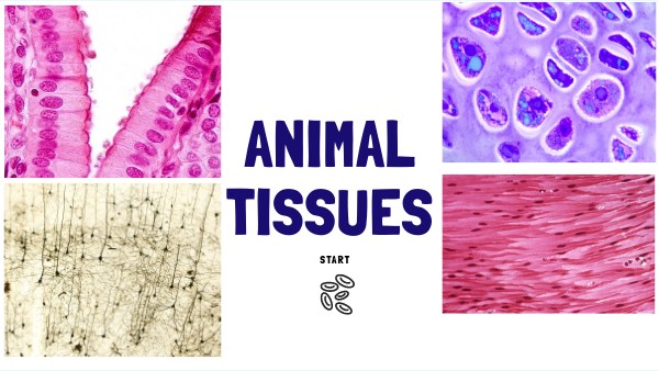 Animal Tissue | Genially