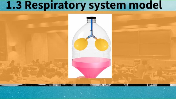 1.2 Respiratory model
