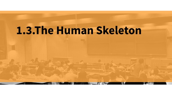 1.3.The Human skeleton.