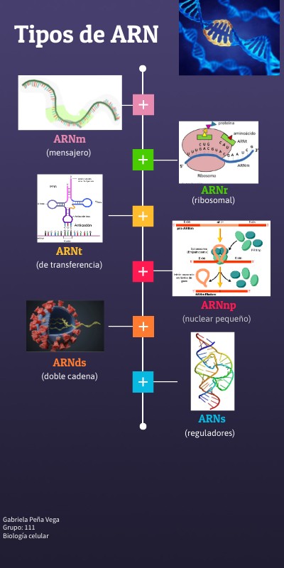 Tipos de ARN | Genially