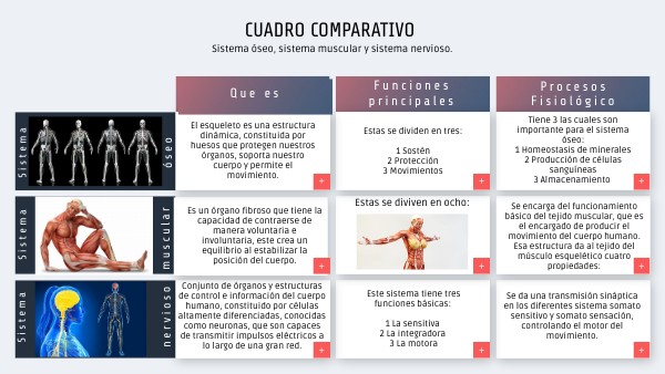 SISTEMA óSEO, MUSCULAR Y NERVIOSO | Genially