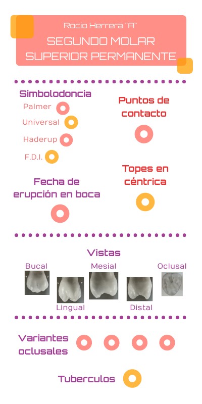 SEGUNDO MOLAR SUPERIOR PERMANENTE - Rocio Herrera | Genially
