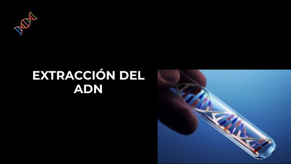EXTRACCIÓN DEL ADN | Genially