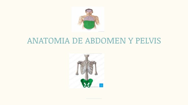 Anatomía de abdomen y pelvis | Genially
