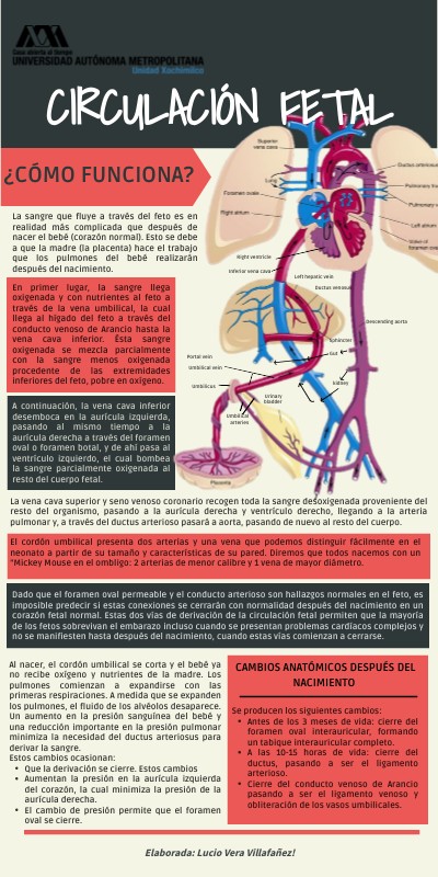 CIRCULACIÓN FETAL - LUCIO VERA VILLAFAÑEZ