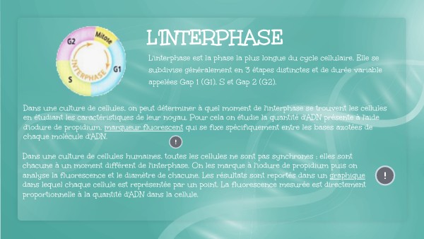 L'interphase et la réplication de l'ADN | Genially