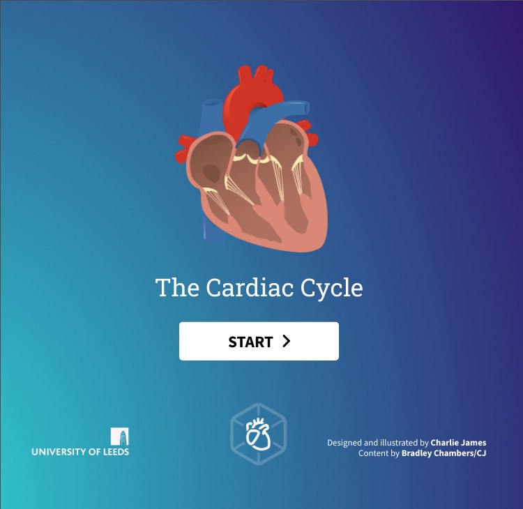 The Cardiac Cycle | Genially