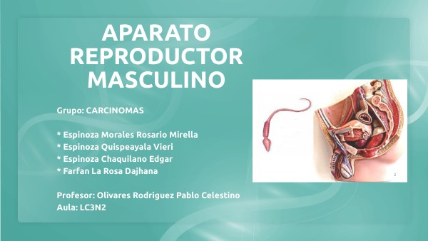 APARATO REPRODUCTOR MASCULINO