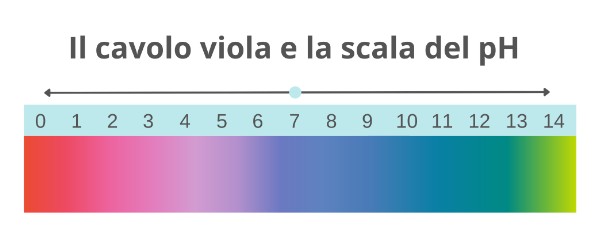 Il cavolo viola e la scala del pH | Genially