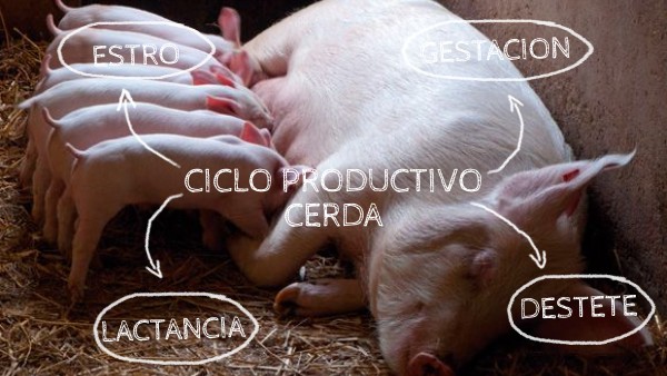 Ciclo Productivo Cerda