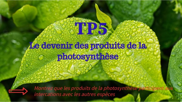 BASIC INTERACTIVE PRESENTATION