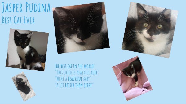 Jasper Best Cat Ever Poster