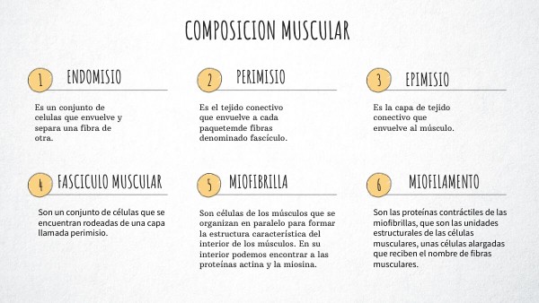 composición muscular