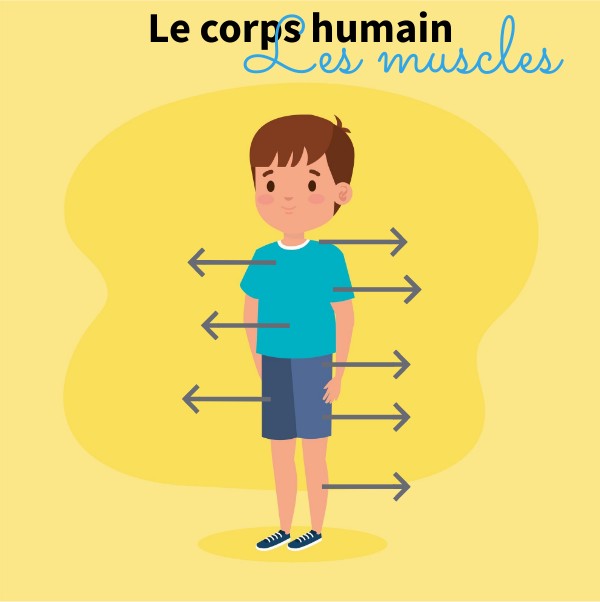 Échauffement muscles