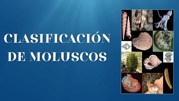 Clasificación de Moluscos | Genially
