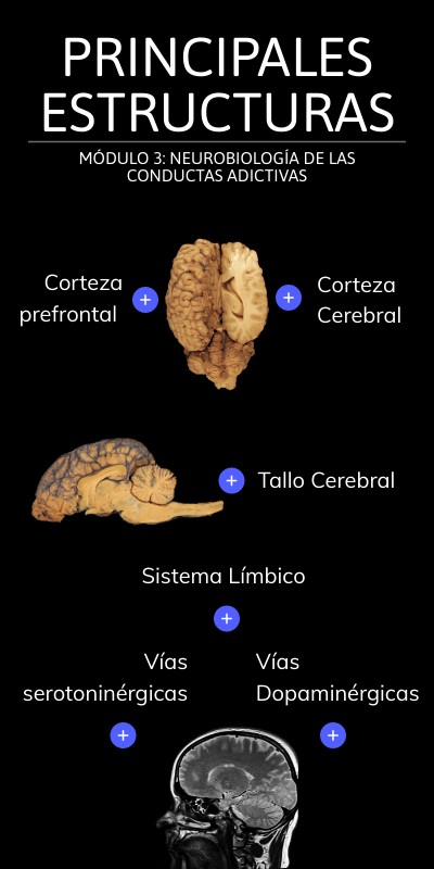 3.1. Principales estructuras