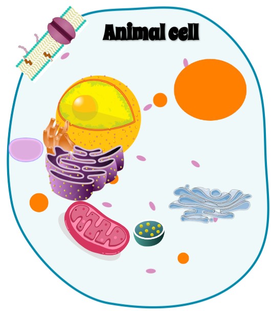 Animal Cell | Genially