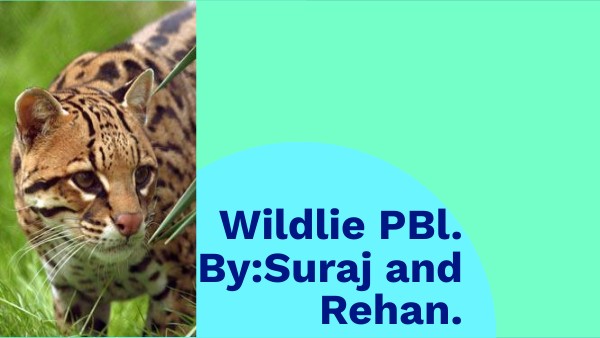 Wildlife PBL