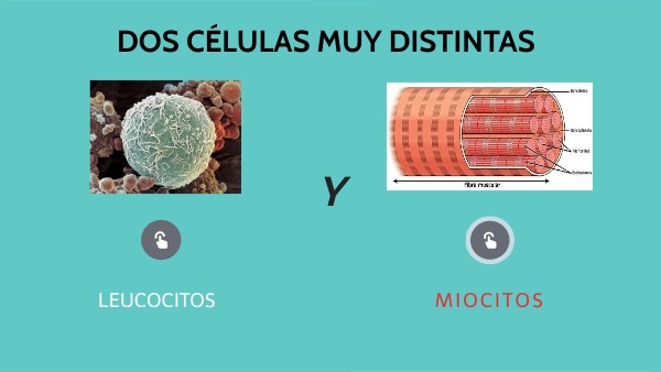 Infografía Leucocitos y Miocitos | Genially