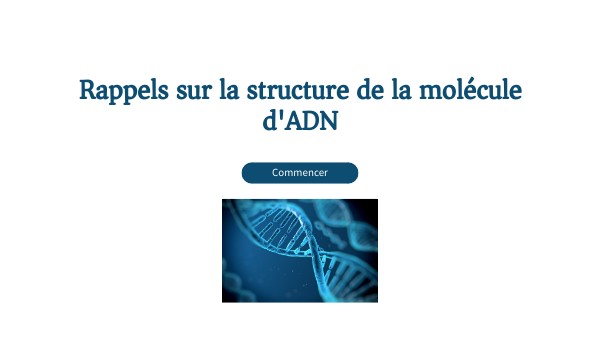 1Spé- Rappels structure molécule d'ADN | Genially