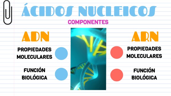 INFOGRAFÍA ÁCIDOS NUCLEICOS | Genially