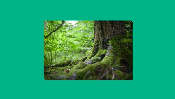 LOS BOSQUES | Genially